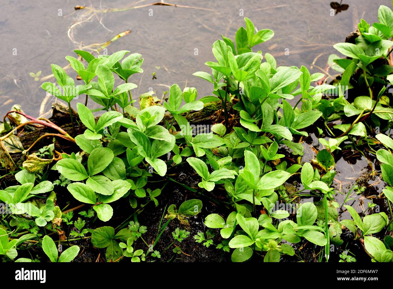 Buckbean plant hi-res stock photography and images - Alamy