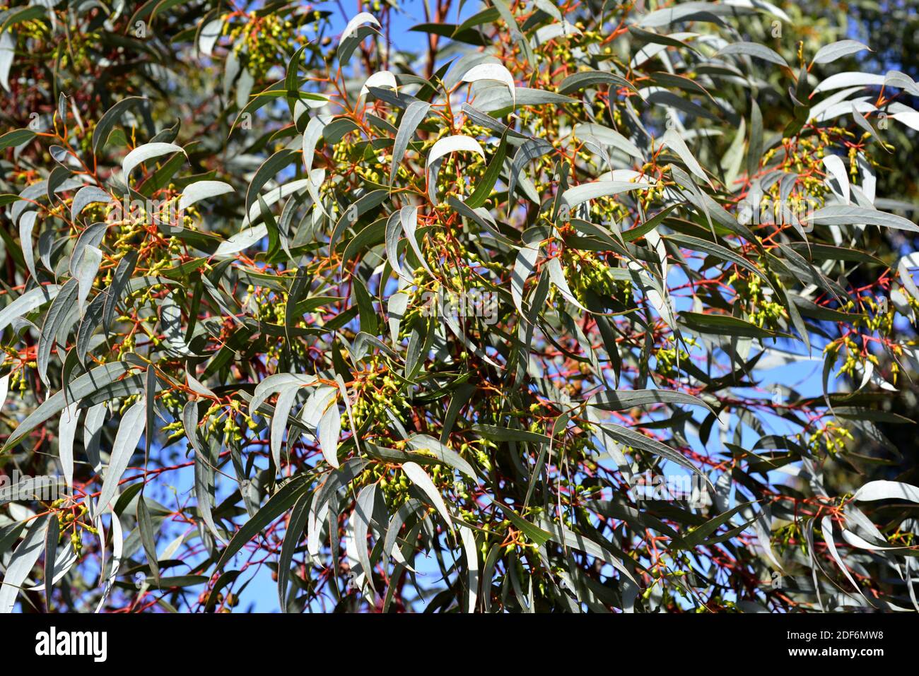 Coral gum tree hi-res stock photography and images - Alamy