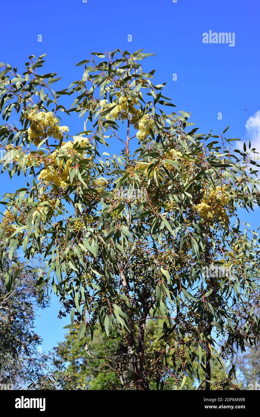 Eucalyptus mallee hi-res stock photography and images - Alamy