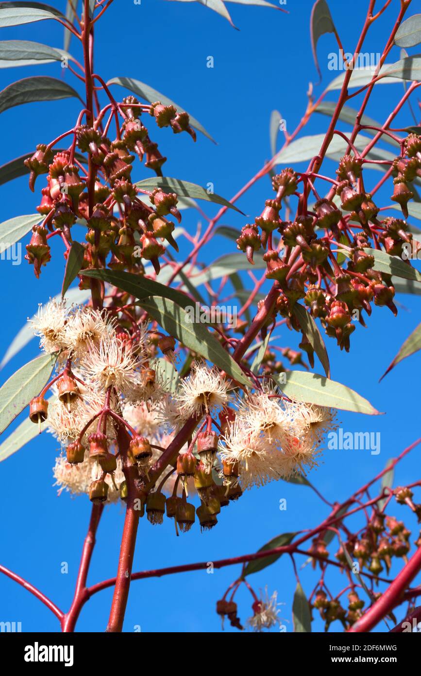 Coral gum tree hi-res stock photography and images - Alamy