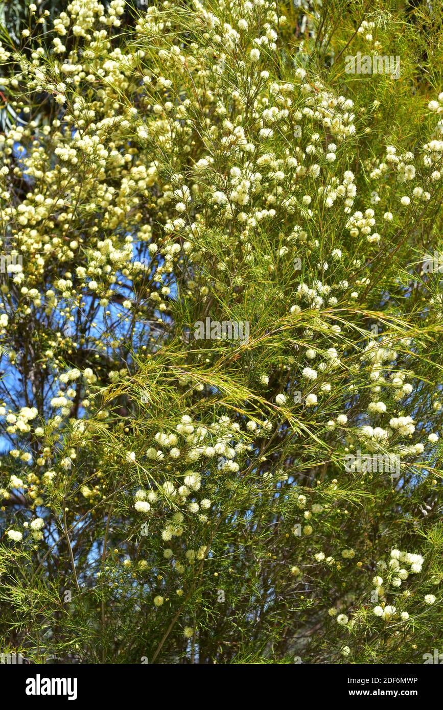 Melaleuca hi-res stock photography and images - Alamy