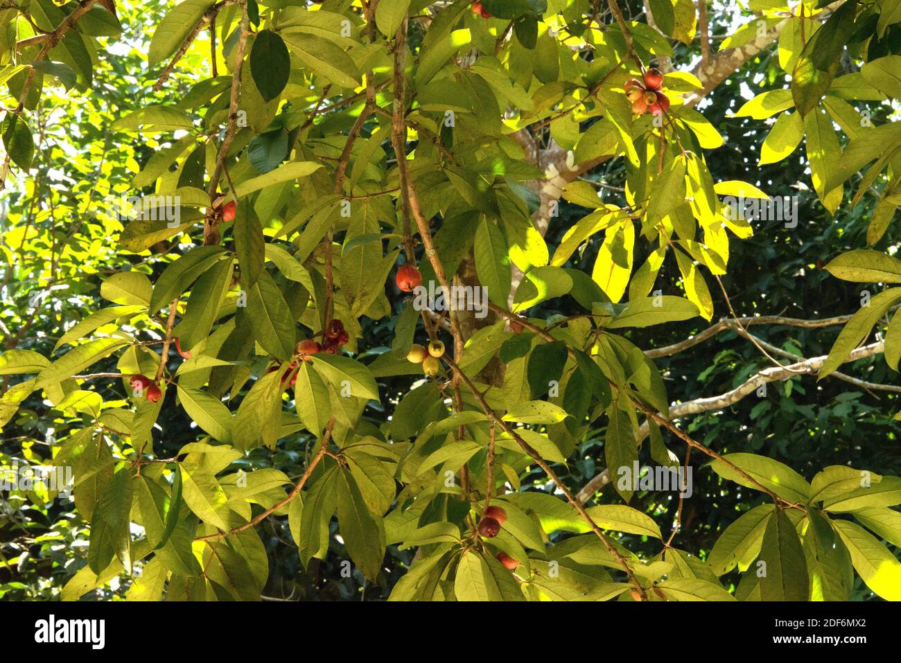 Eugenia malaccensis hi-res stock photography and images - Alamy