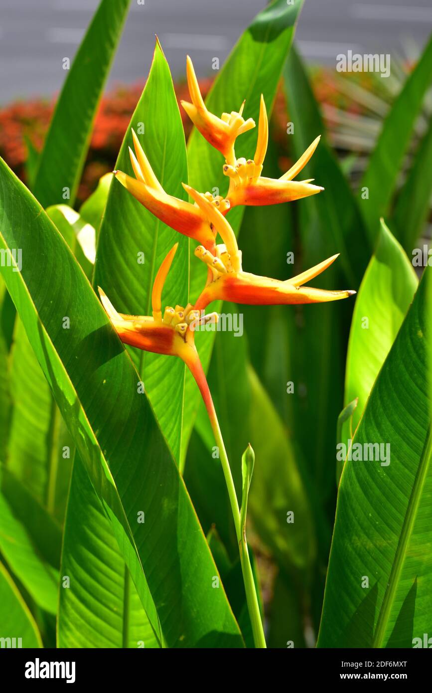 Expanded lobsterclaw (Heliconia latispatha) is an ornamental plant ...