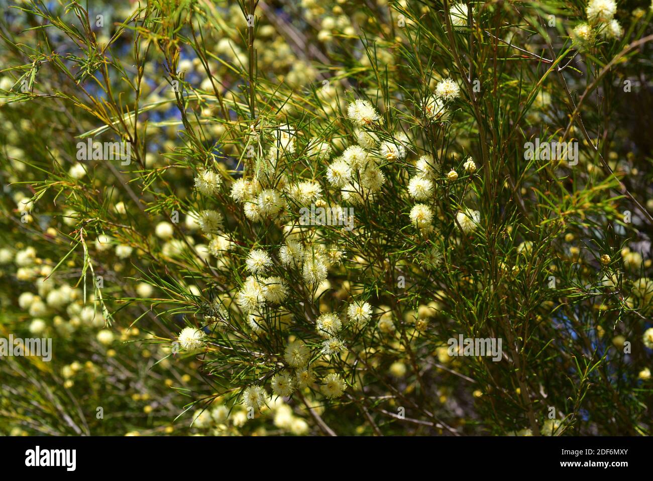 Brushwood hi-res stock photography and images - Alamy