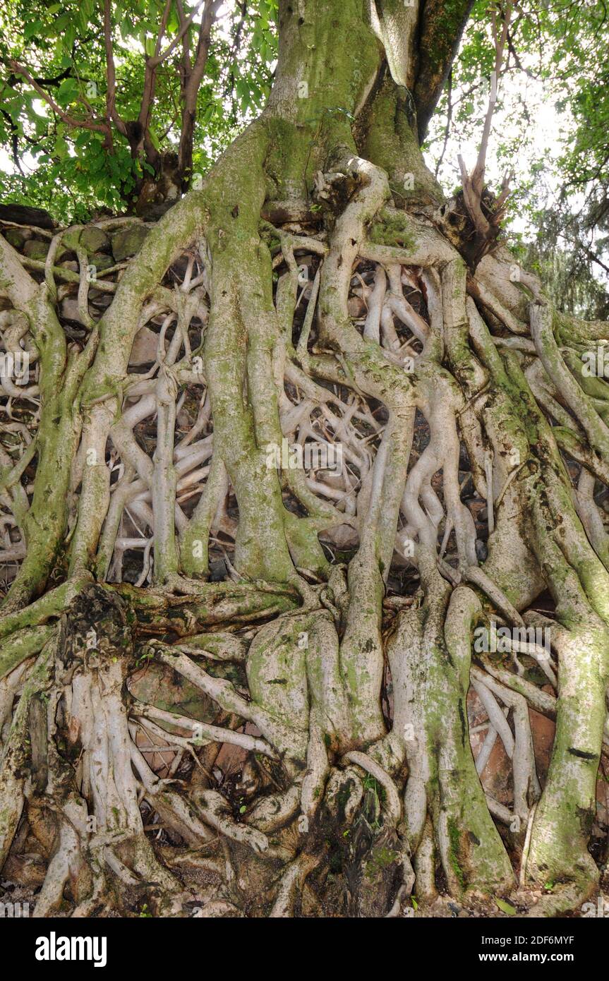 Tree plant ethiopia hi-res stock photography and images - Alamy