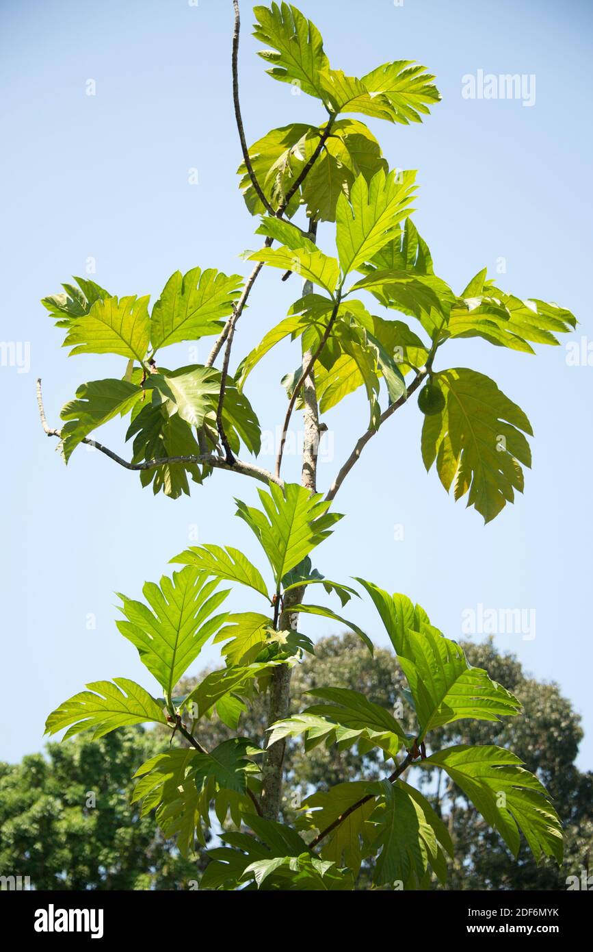 Fruit of the breadfruit tree hi-res stock photography and images - Alamy