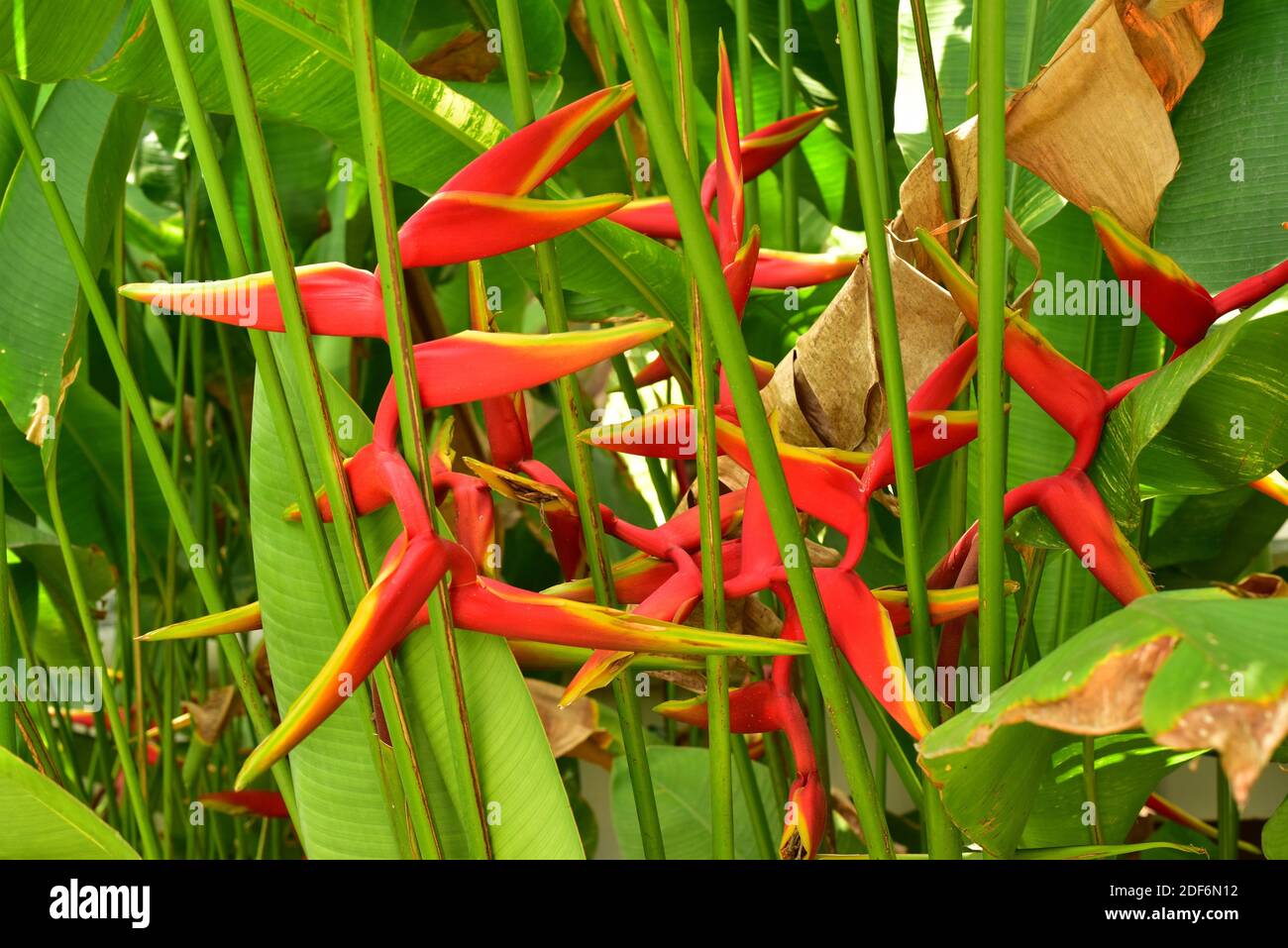 Native plant bird hi-res stock photography and images - Alamy