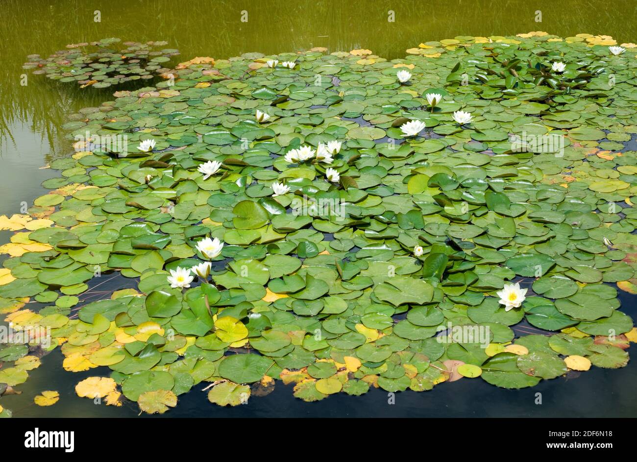 White aquatic flower hi-res stock photography and images - Alamy