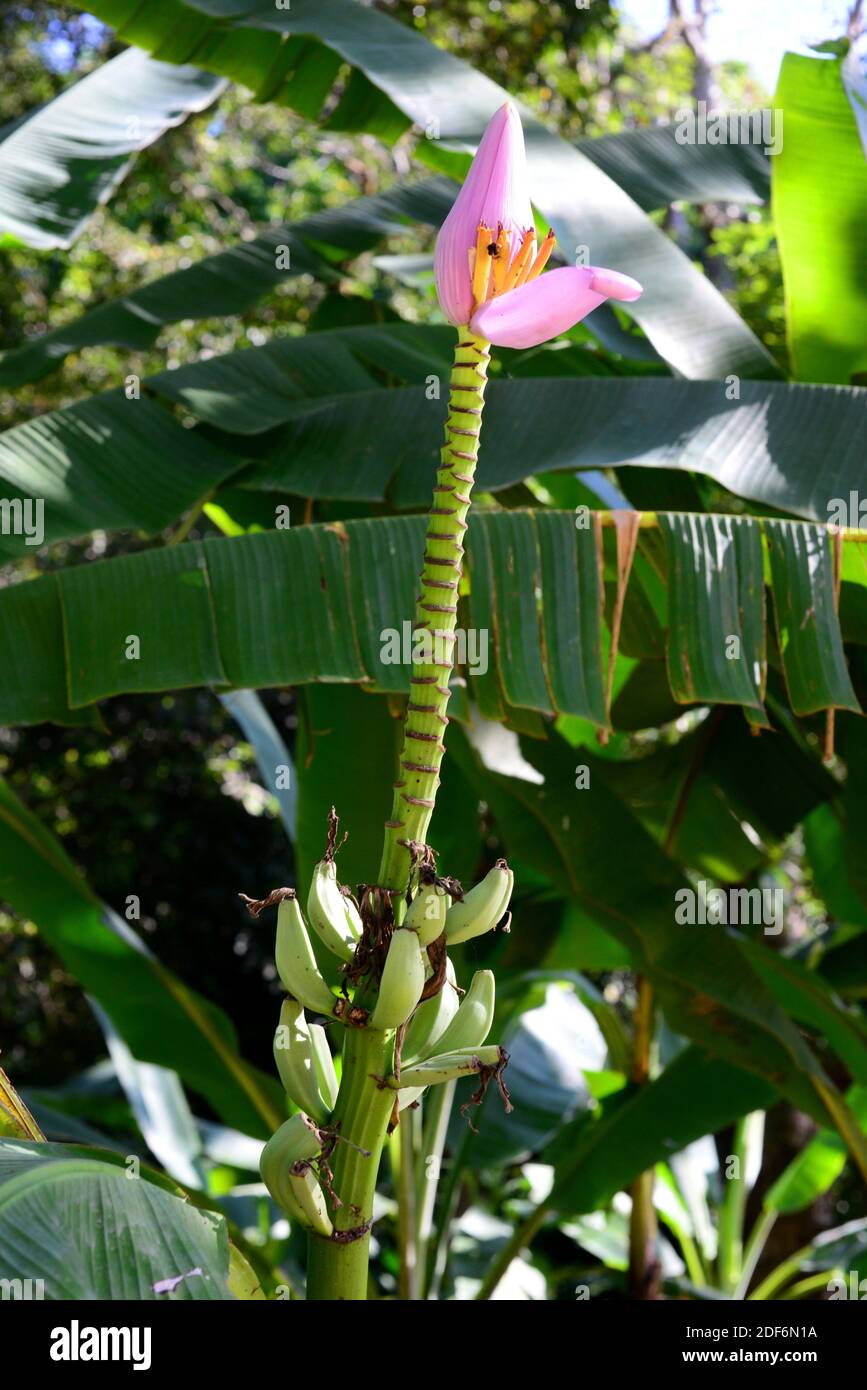 Musa fruits hi-res stock photography and images - Alamy
