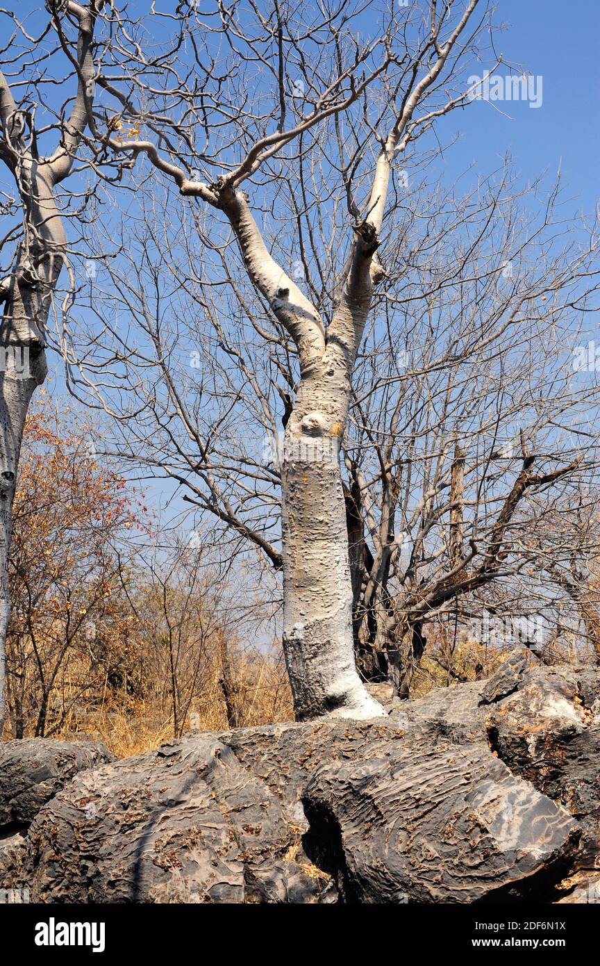 Moringo tree hi-res stock photography and images - Alamy