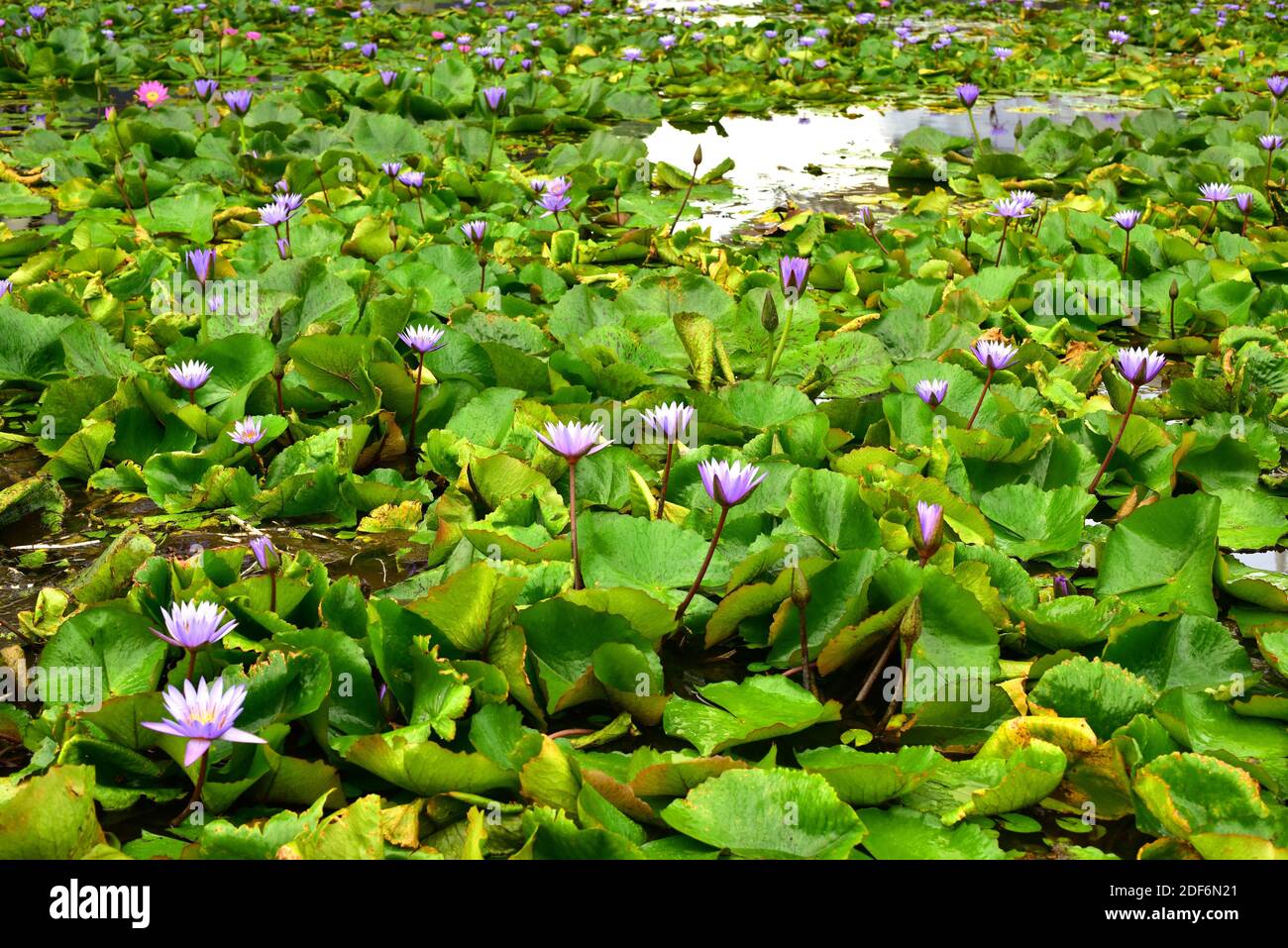 Egyptian lily hi-res stock photography and images - Alamy