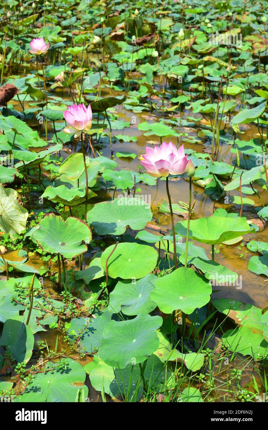 The lotus plant hi-res stock photography and images - Alamy