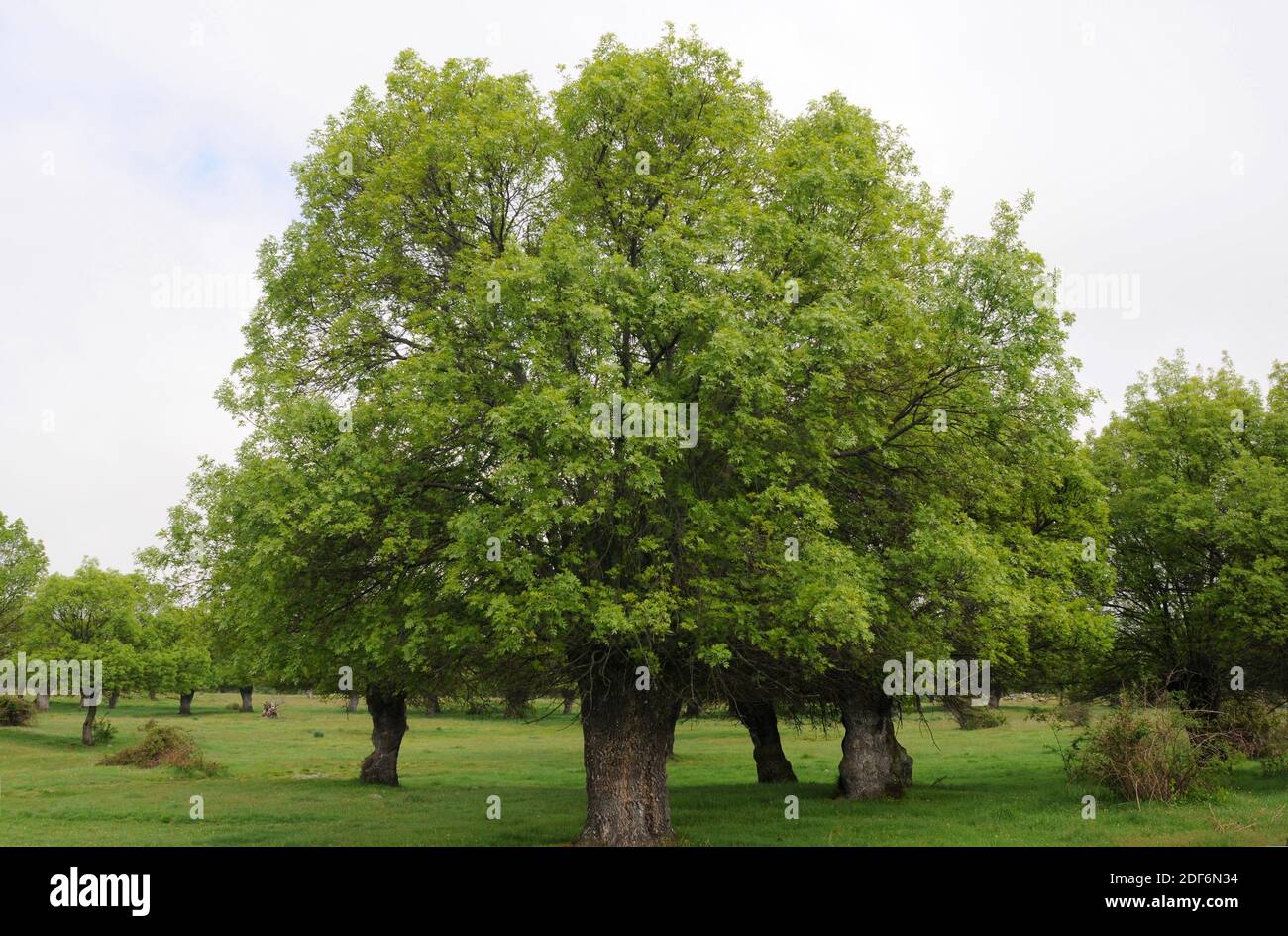 Fraxinus Angustifolia High Resolution Stock Photography and Images - Alamy
