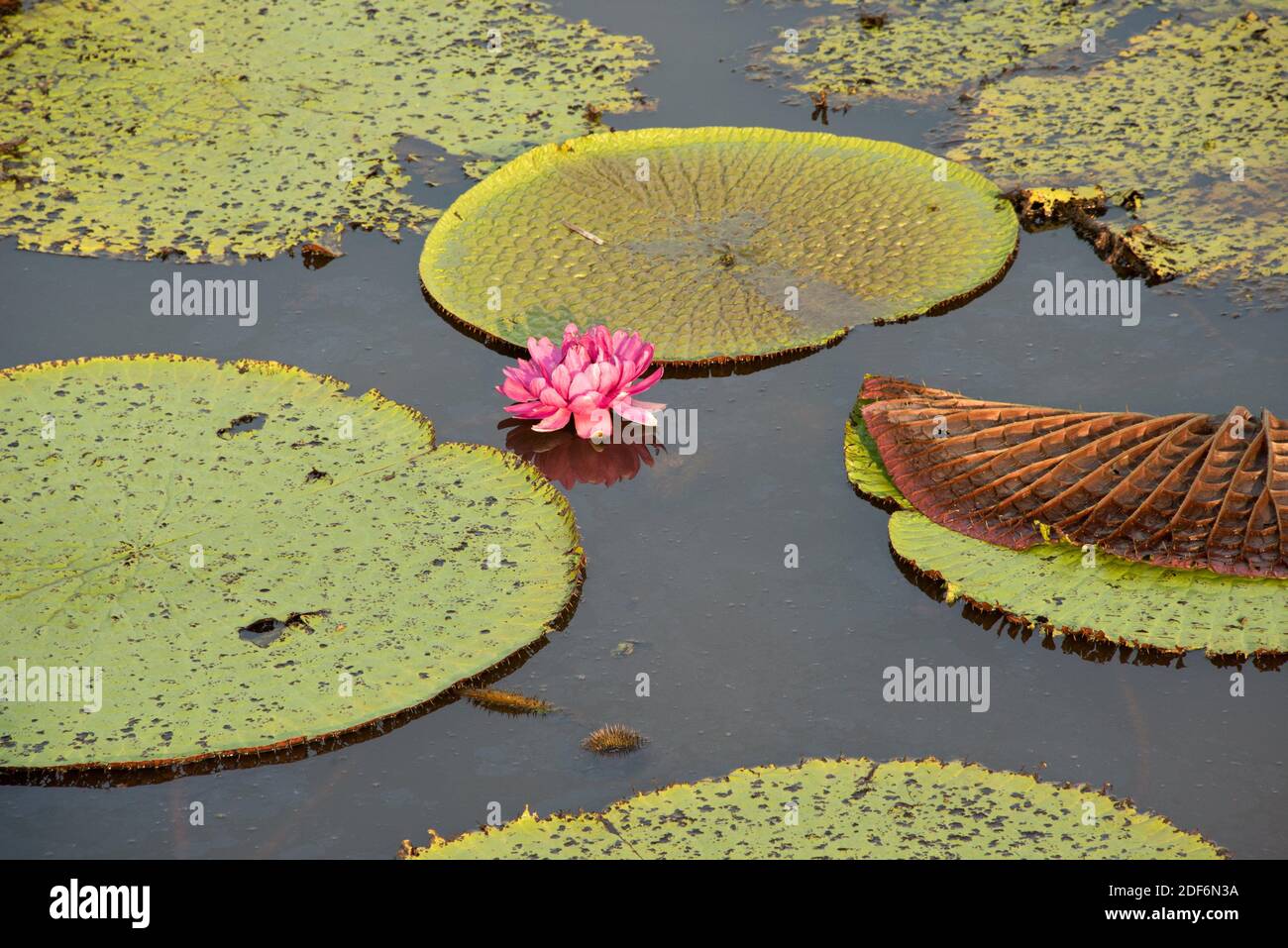 Victoria regia lily hi-res stock photography and images - Alamy