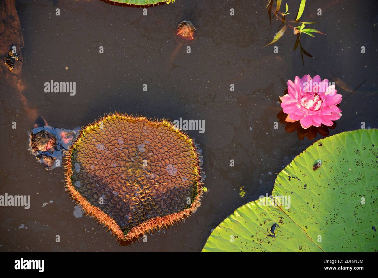 Victoria regia lily hi-res stock photography and images - Alamy
