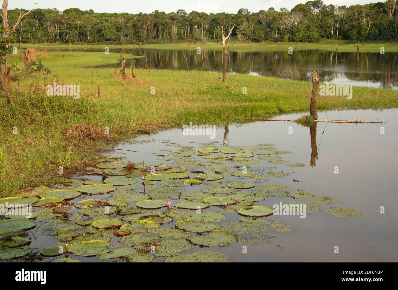 Victoria regia lily hi-res stock photography and images - Alamy