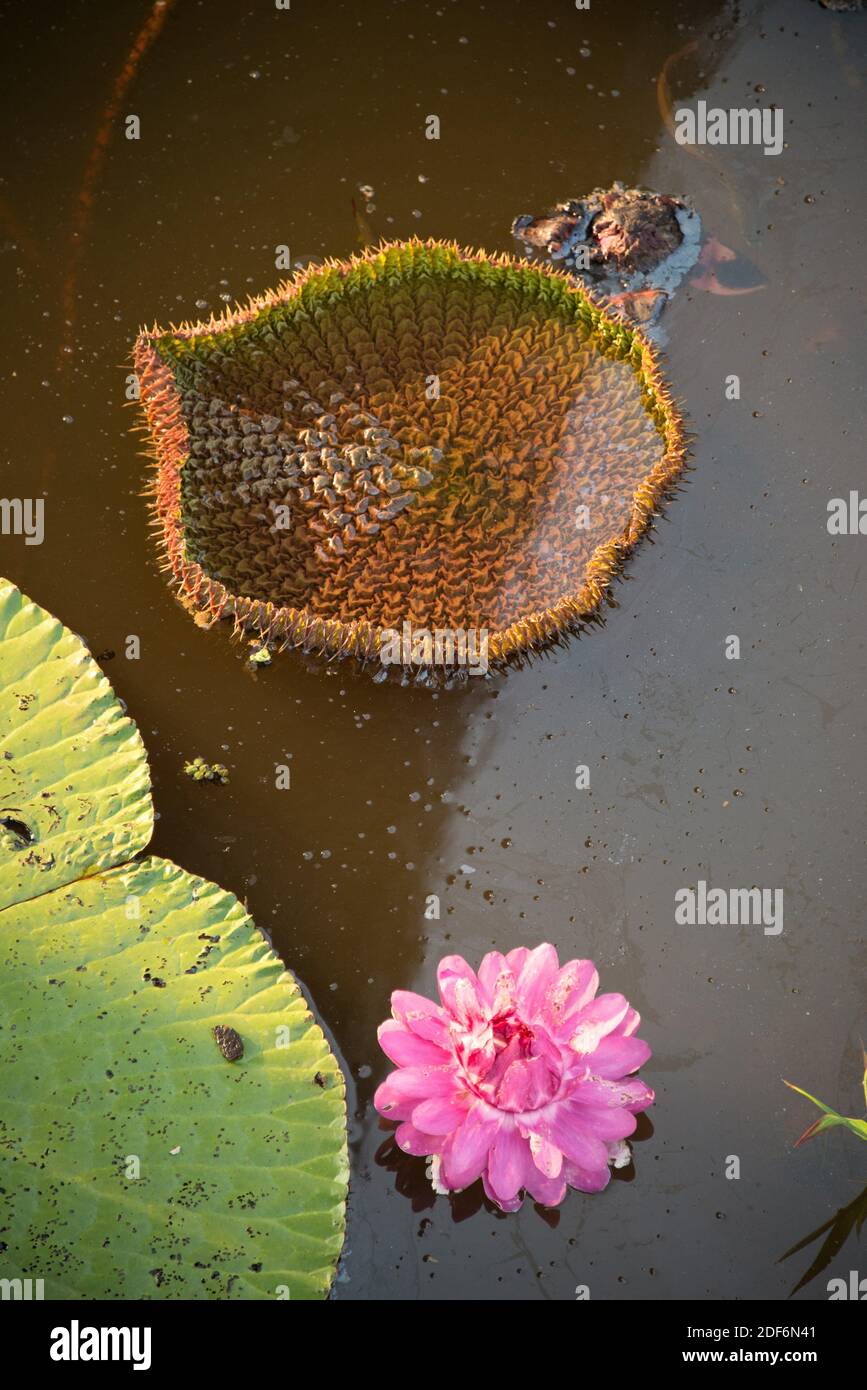 Victoria regia plant hi-res stock photography and images - Alamy