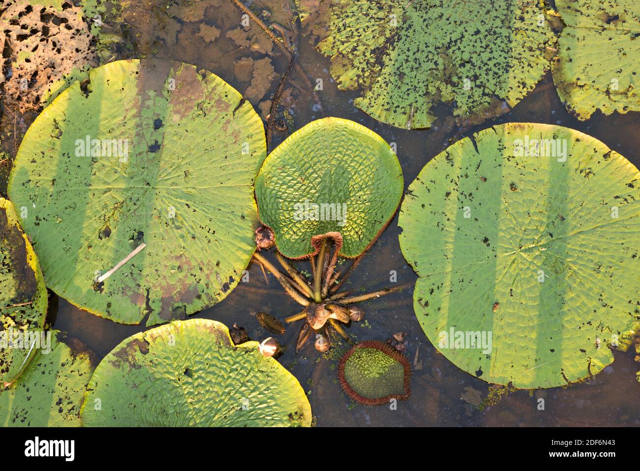Victoria regia lily hi-res stock photography and images - Alamy