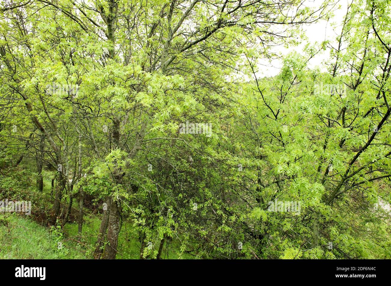 Narrow leafed ash hi-res stock photography and images - Alamy