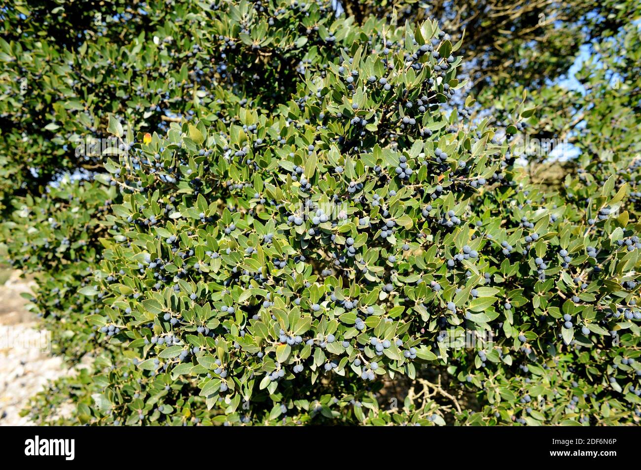 Phillyrea Latifolia High Resolution Stock Photography and Images - Alamy