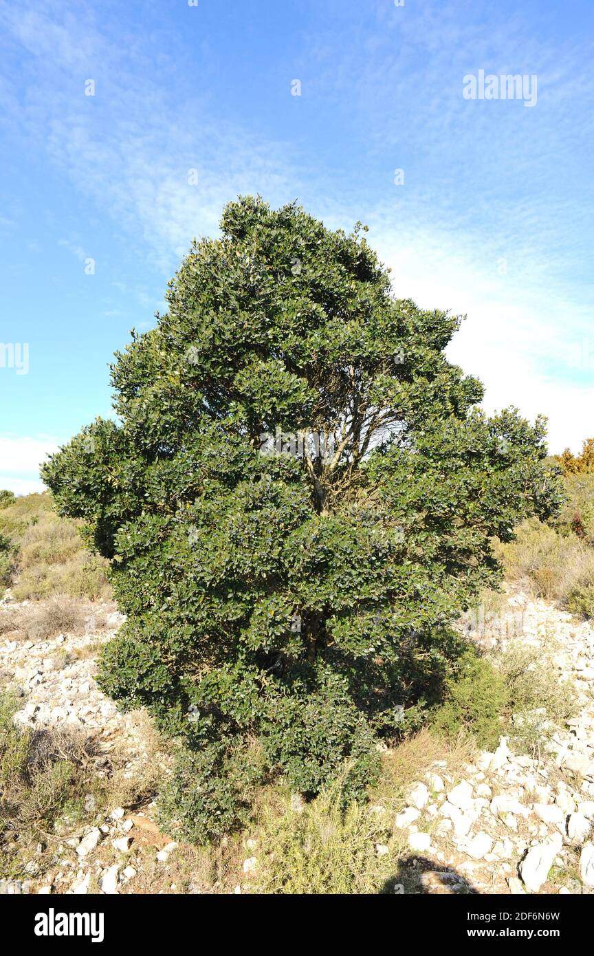 Barcelona green vegetation hi-res stock photography and images - Alamy