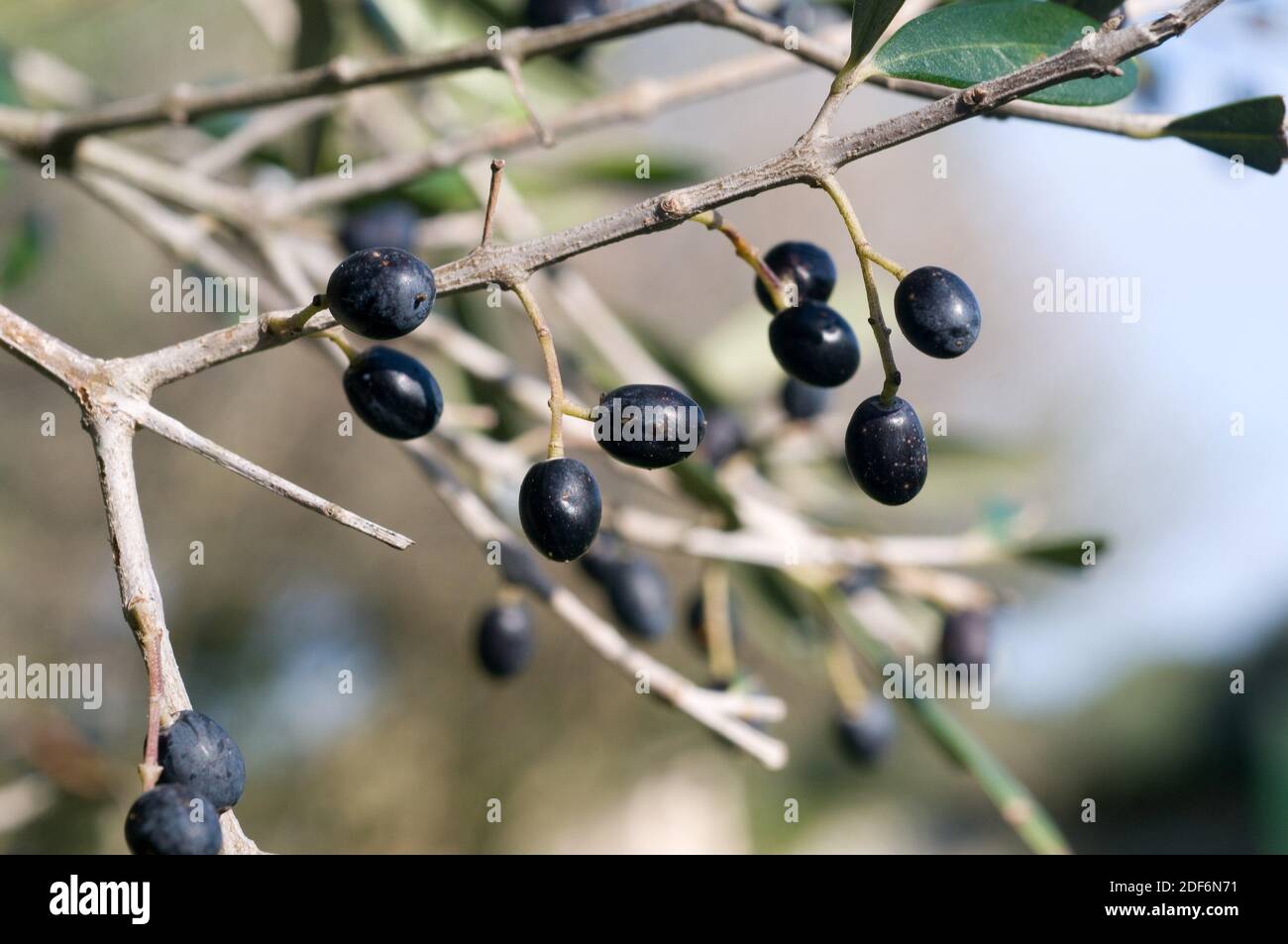 Olive olea europaea hi-res stock photography and images - Alamy