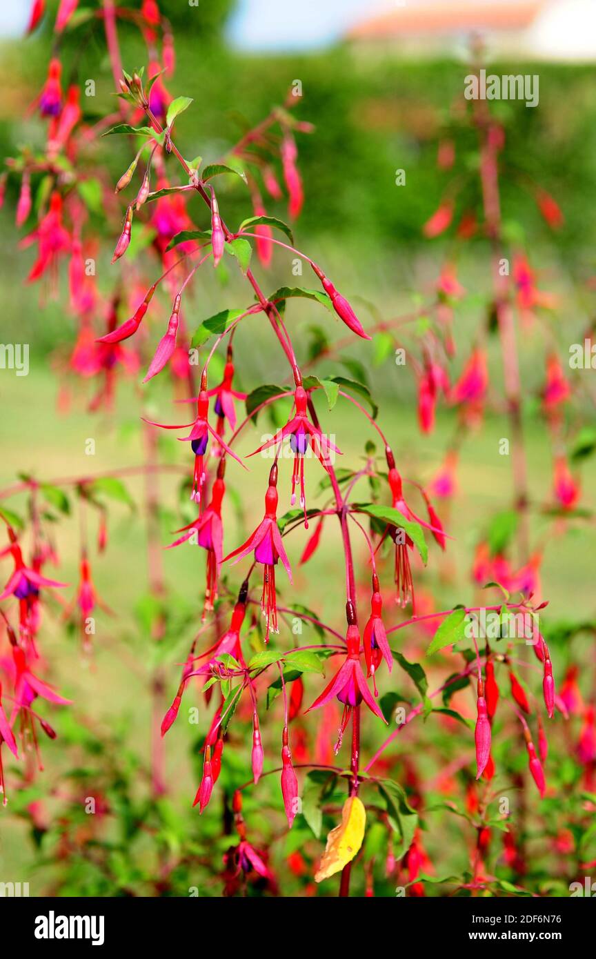 Magellanica hi-res stock photography and images - Alamy