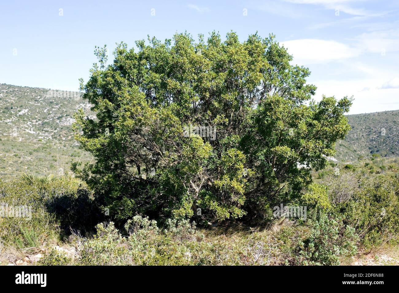 Phillyrea Latifolia High Resolution Stock Photography and Images - Alamy