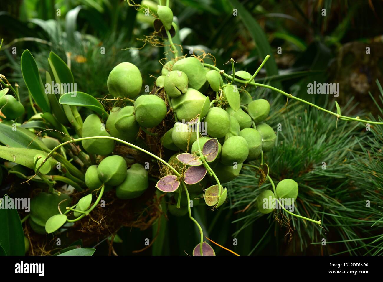 Bulbophyllum hi-res stock photography and images - Alamy