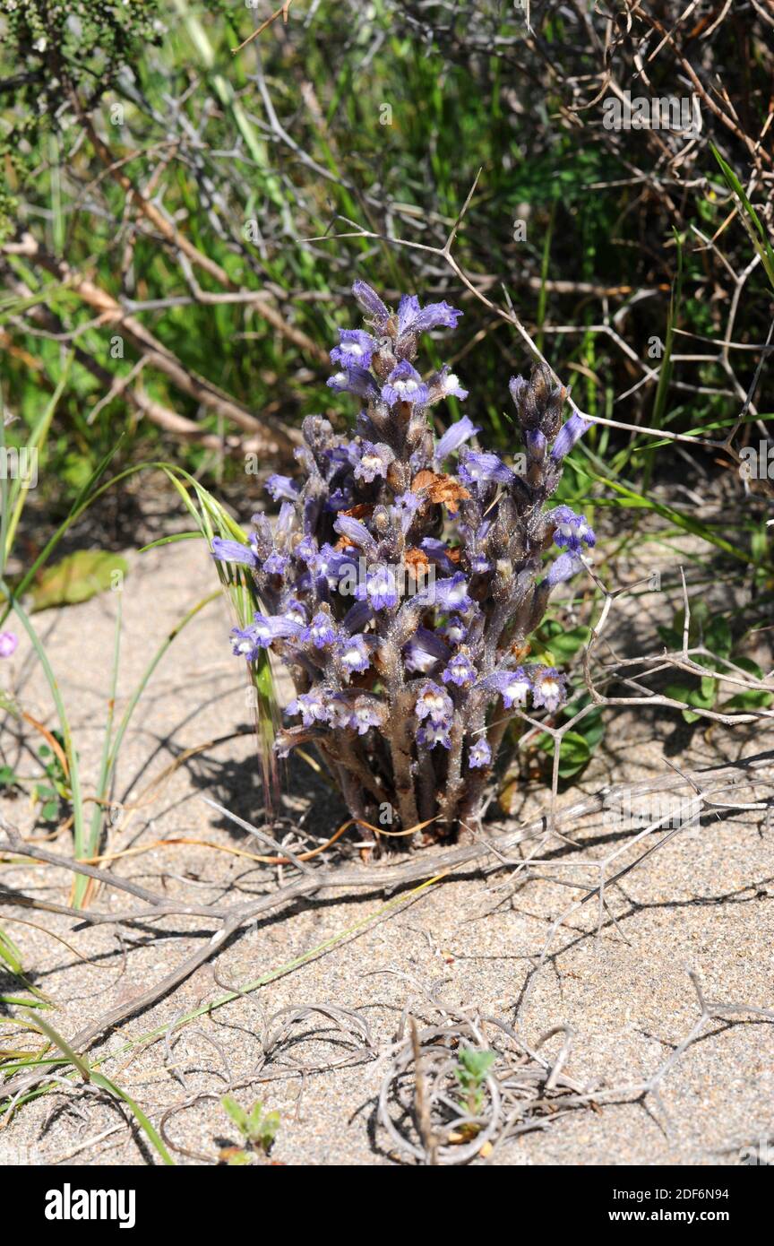 Rabo de lobo hi-res stock photography and images - Alamy