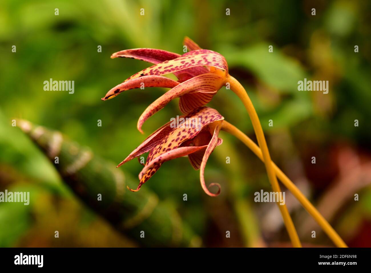 Bulbophyllum hi-res stock photography and images - Alamy