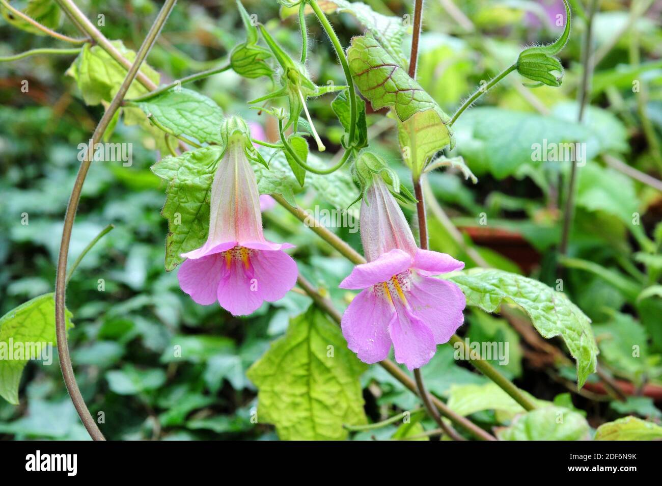 Rehmannia High Resolution Stock Photography and Images - Alamy