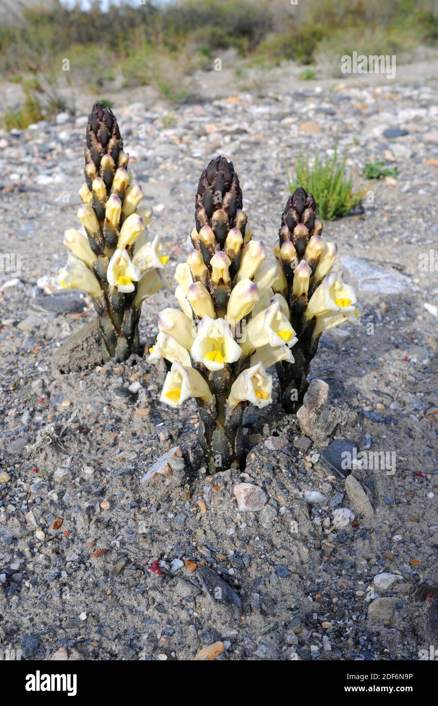 Cistanche phelypaea yellow broomrape hi-res stock photography and ...