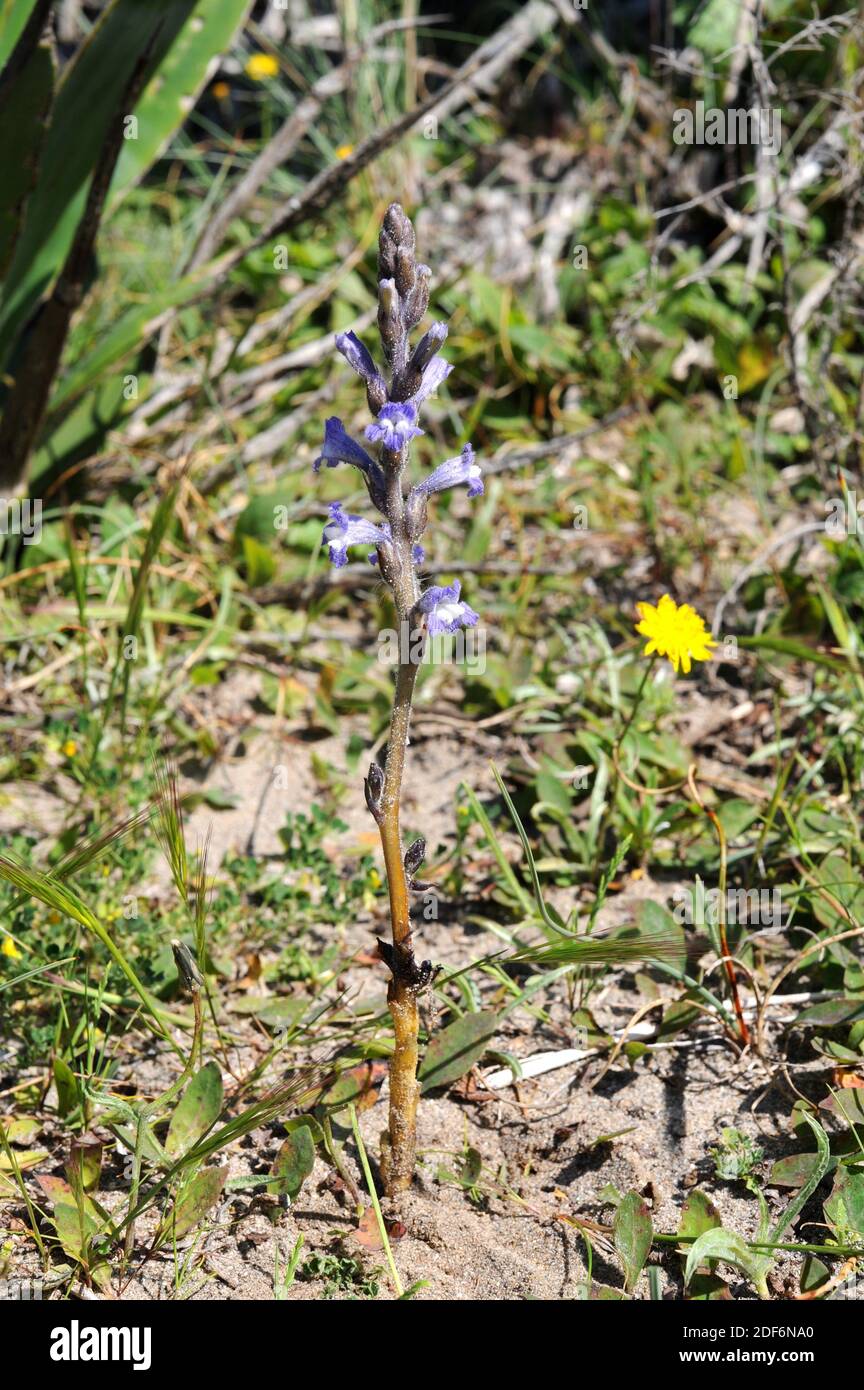 Orobanche ramosa (orobanche ramosa) hi-res stock photography and images ...