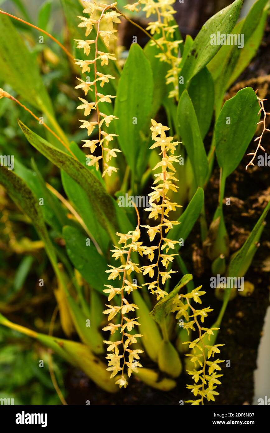Maxillaria hi-res stock photography and images - Alamy