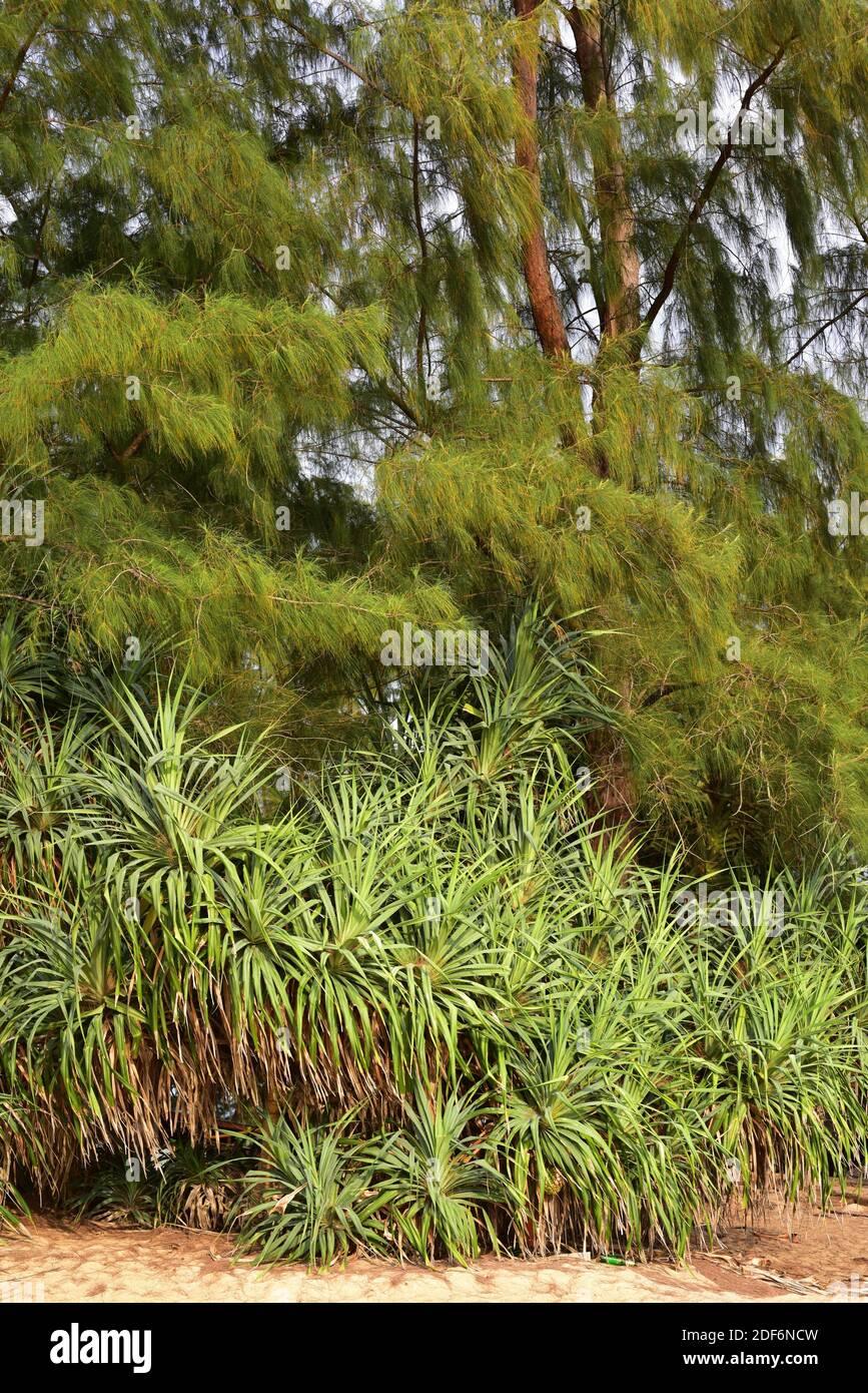 Screwpine hi-res stock photography and images - Alamy