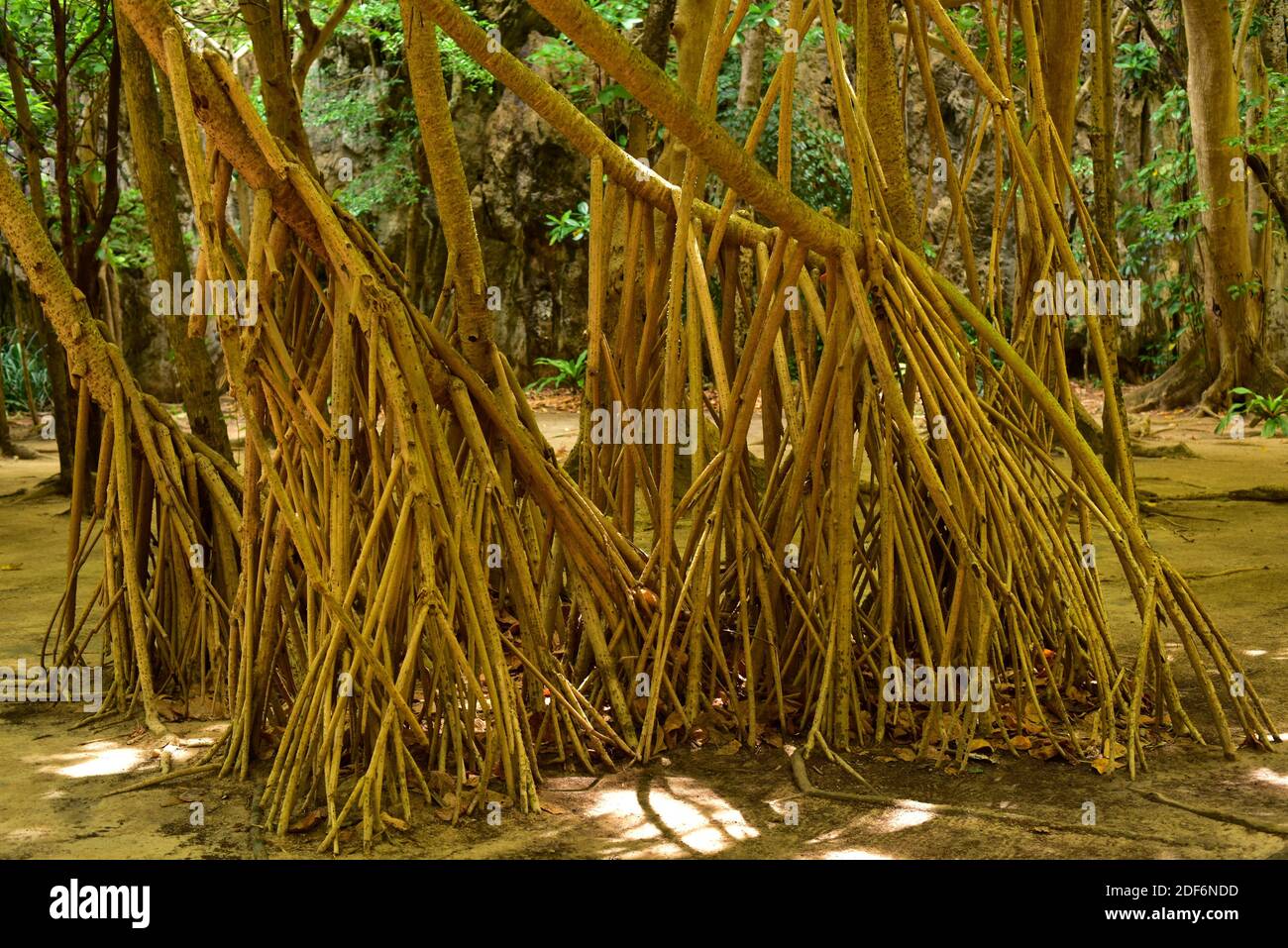 Pandan island hi-res stock photography and images - Alamy