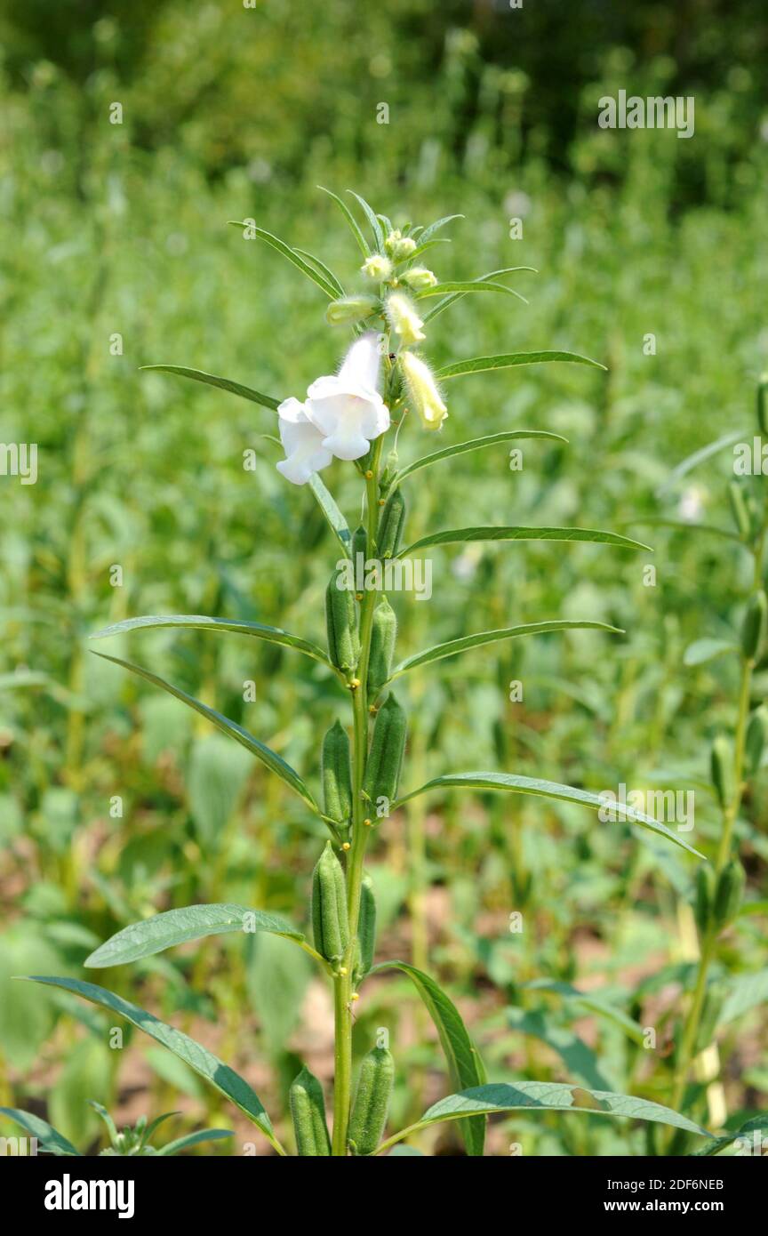 Sesame sesamum indicum hi-res stock photography and images - Alamy