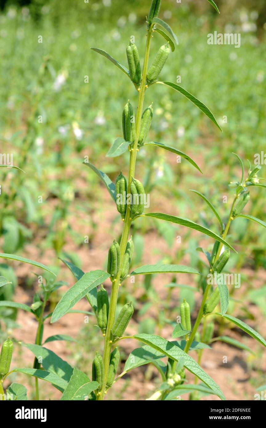 Sesamum Indicum High Resolution Stock Photography and Images - Alamy