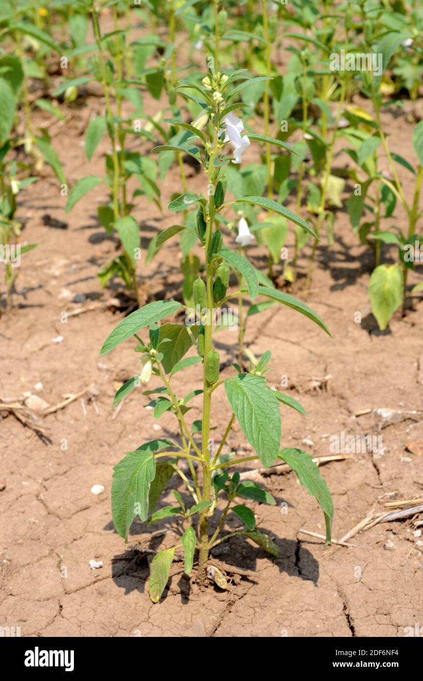 Vertical sesame hi-res stock photography and images - Alamy