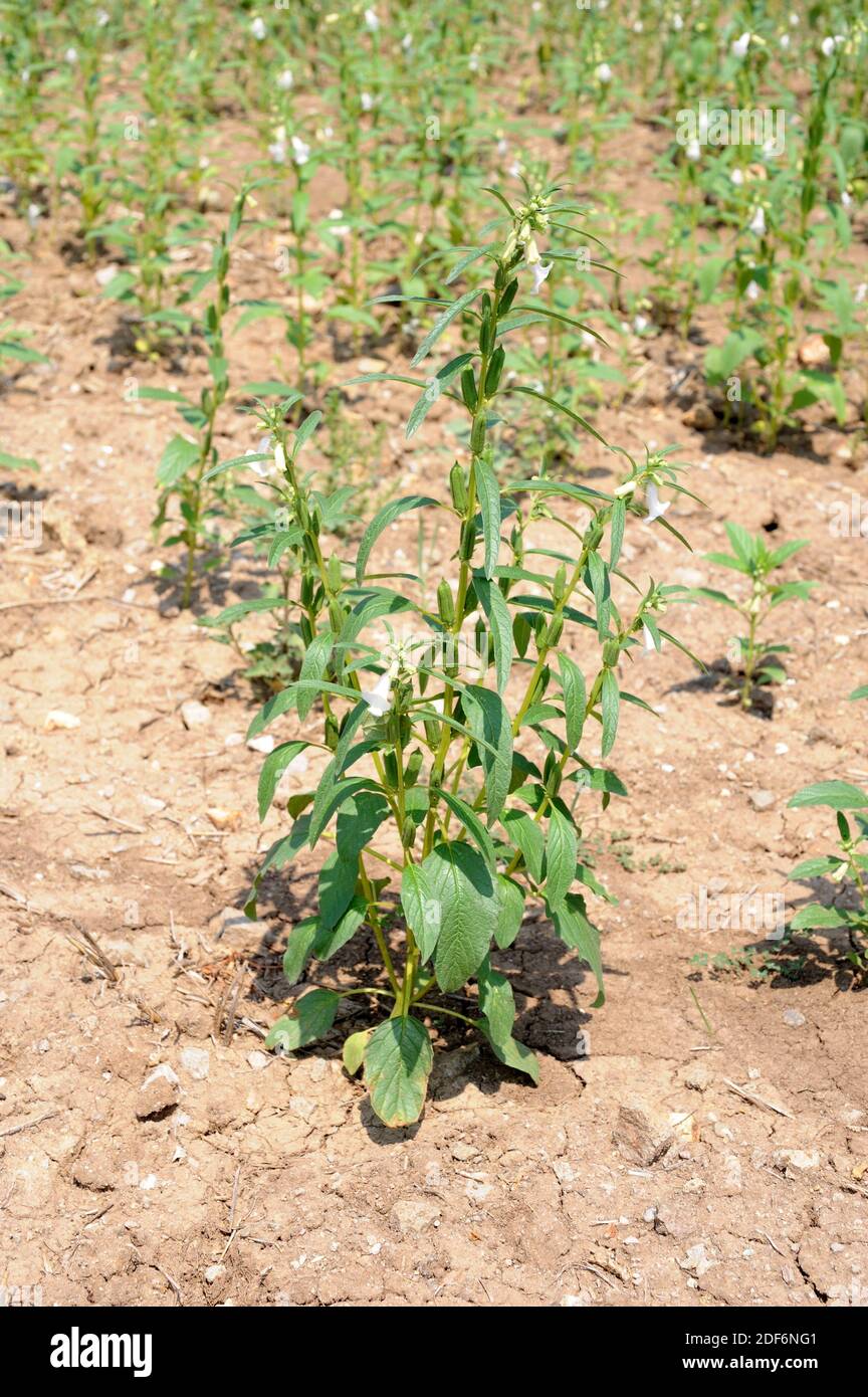 Sesamum indicum hi-res stock photography and images - Alamy