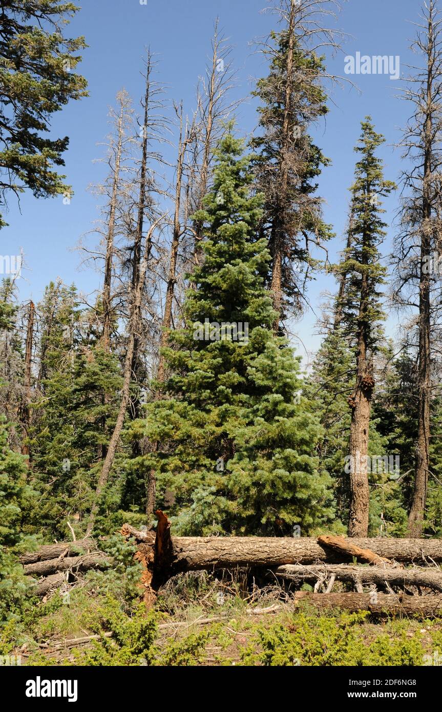 Concolor Fir High Resolution Stock Photography and Images - Alamy