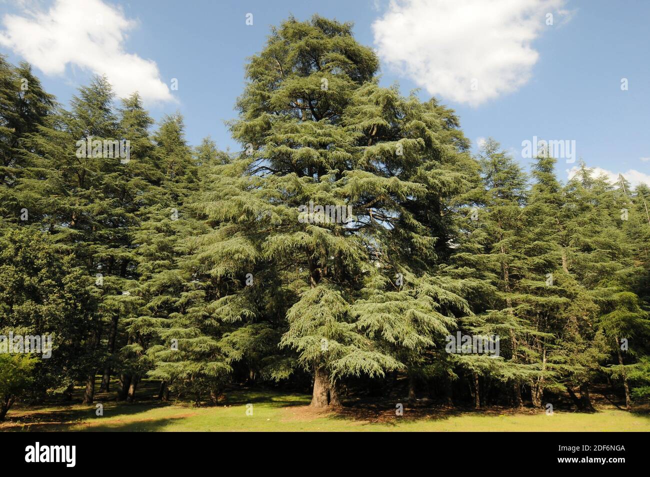 Atlas cedar tree cedrus atlantica hi-res stock photography and images ...