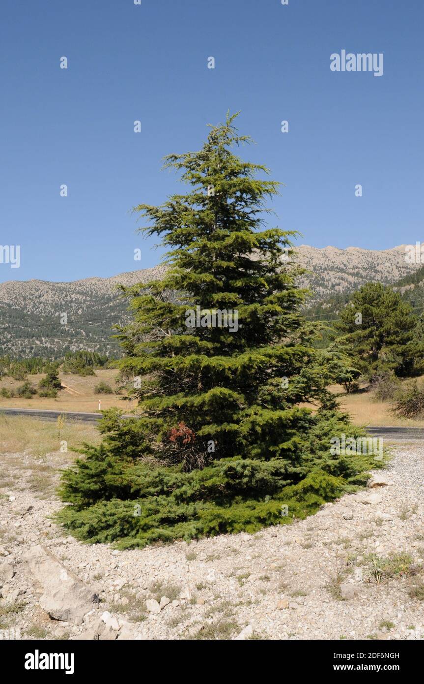 Nordmann fir tree hi-res stock photography and images - Alamy