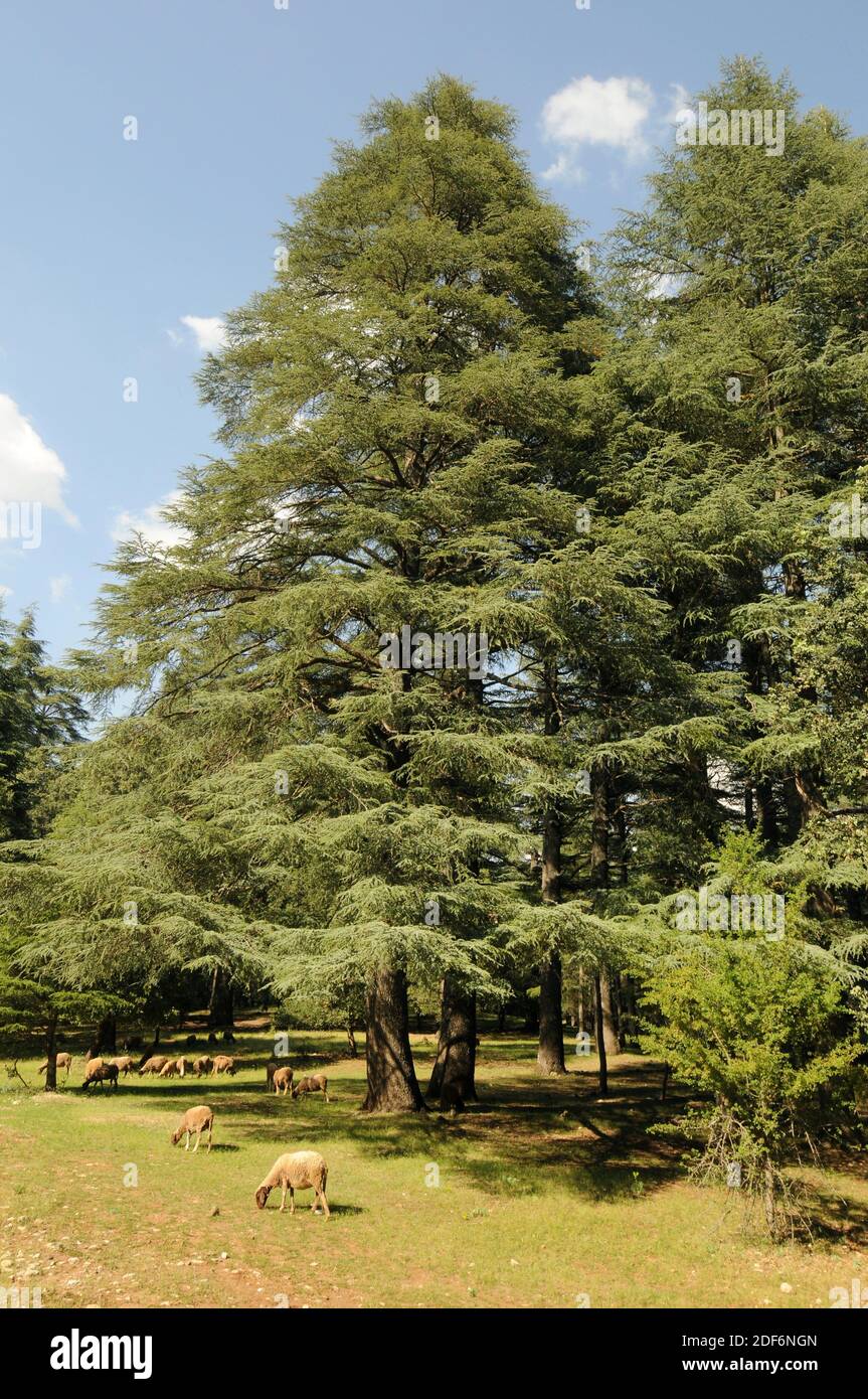 Cedrus hi-res stock photography and images - Alamy
