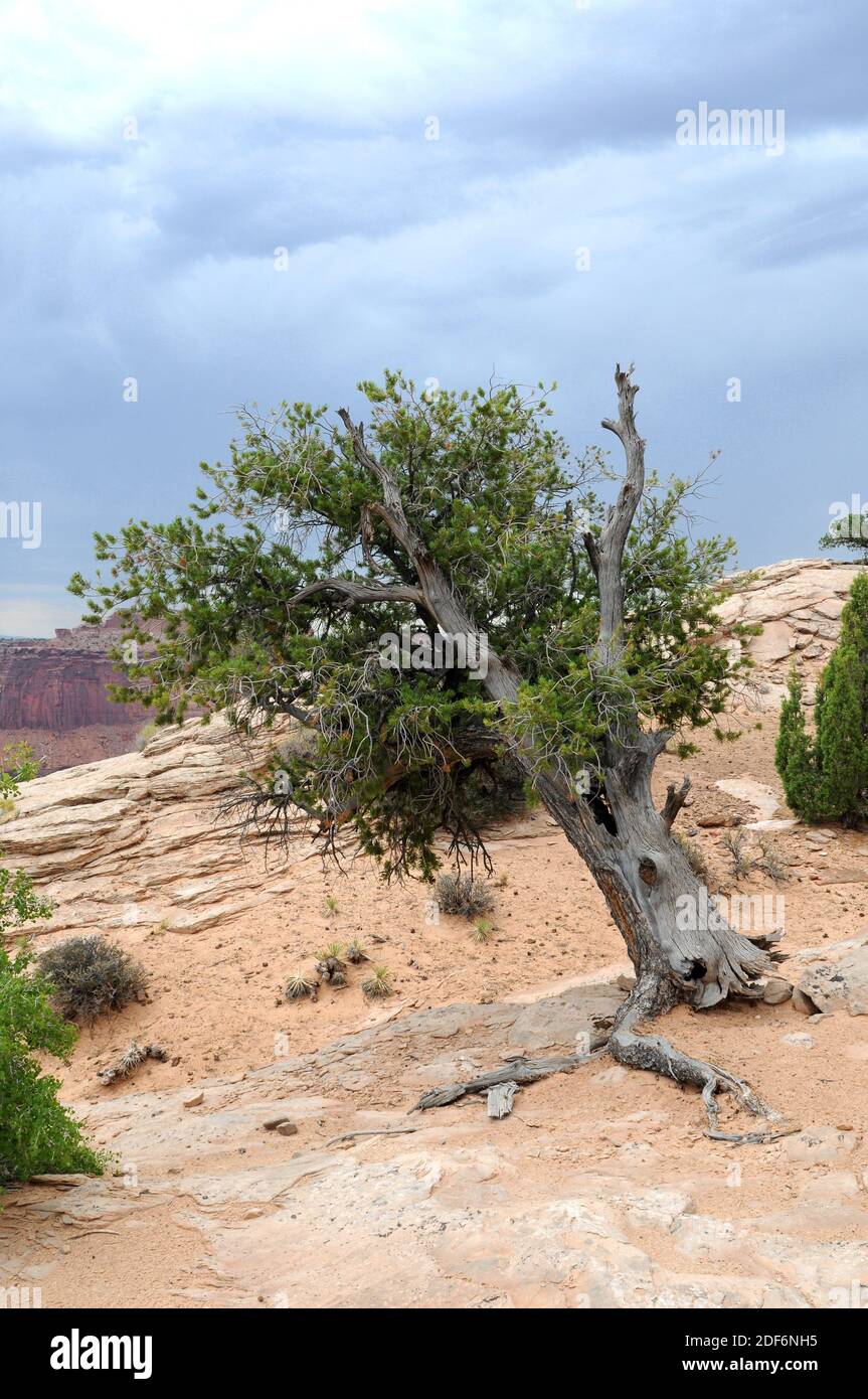 Colorado pinyon or pinyon pine (Pinus edulis) is a coniferous tree ...