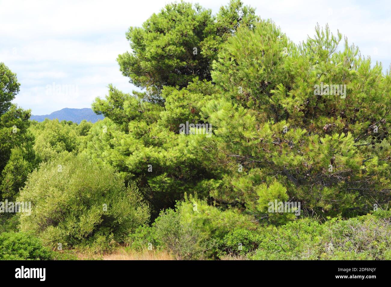 Olive tree spain hi-res stock photography and images - Alamy