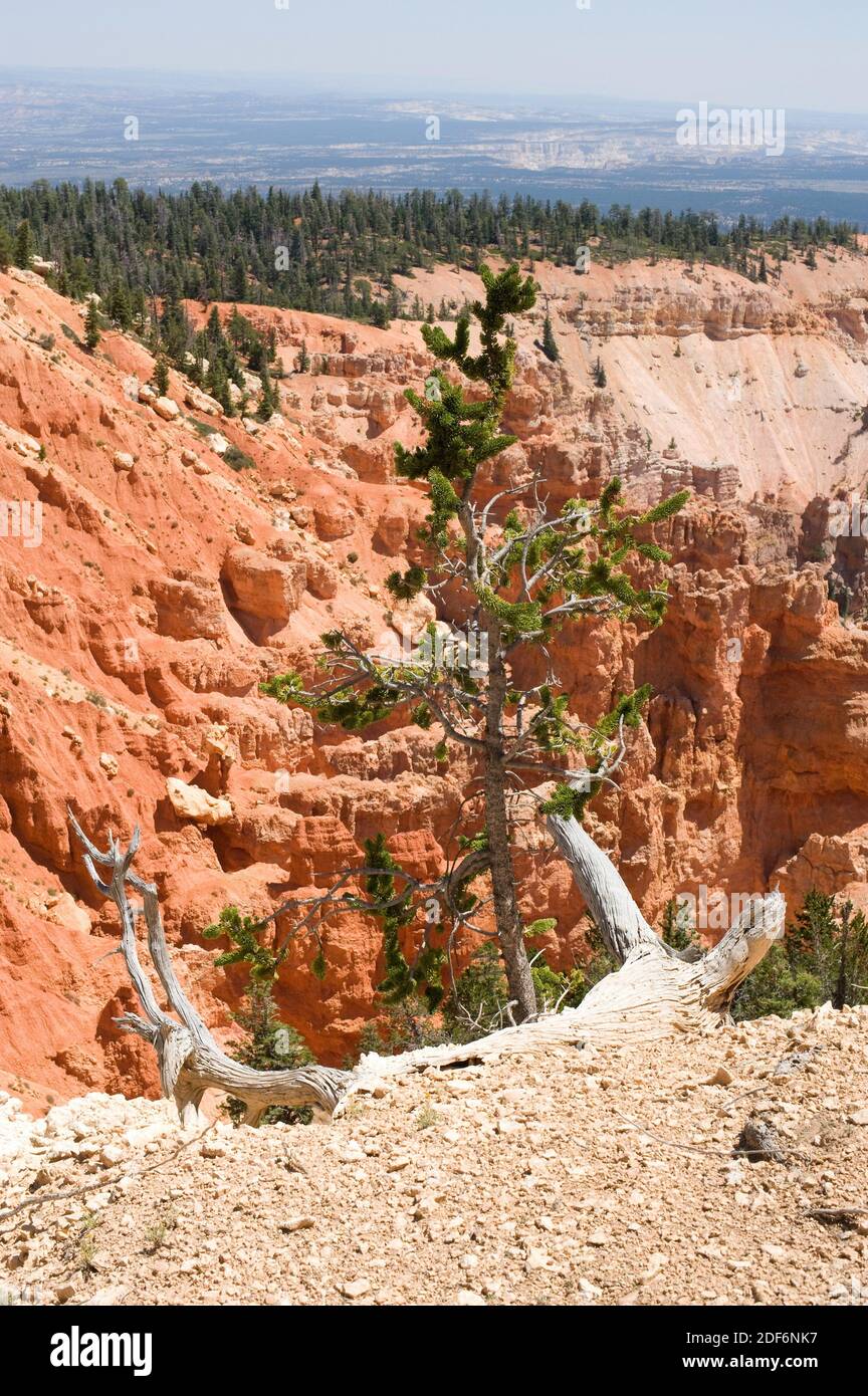 Great basin bristlecone pine hi-res stock photography and images - Alamy