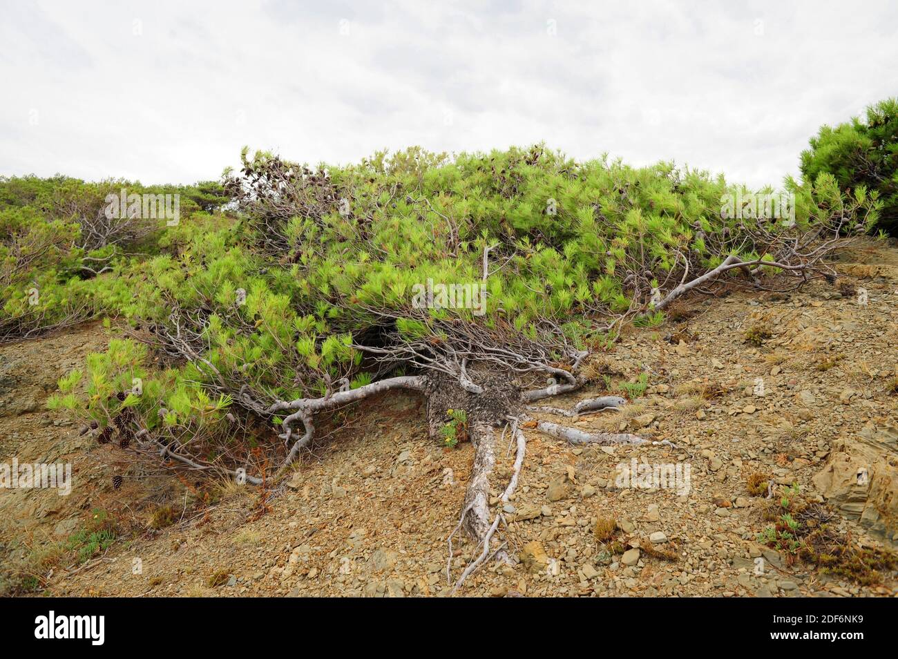 Plant adaptation hi-res stock photography and images - Alamy