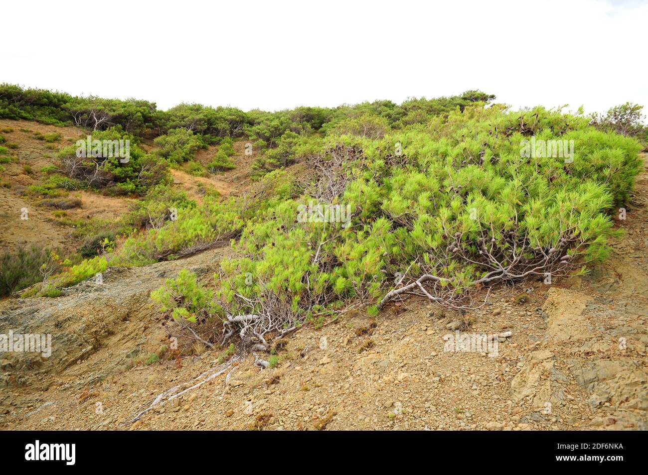 Adaptation image hi-res stock photography and images - Alamy